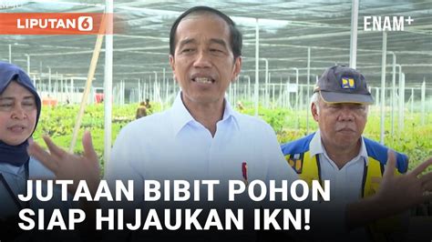 Presiden Jokowi Pede Persemaian Mentawir Siap Hijaukan IKN