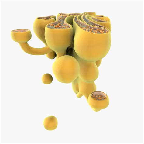 3d Golgi Apparatus 1145284 Turbosquid