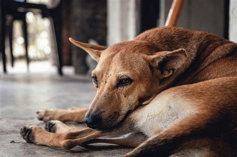 Dog Congestion What To Do And When To Worry
