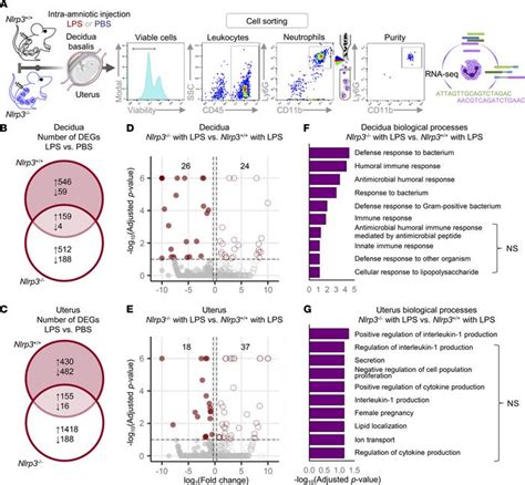 Jci Insight Fetal And Maternal Nlrp3 Signaling Is Required For
