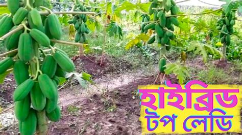 যে একটি ভুলের কারণে লস হতে পারে আপনার পেঁপের প্রজেক্ট Youtube