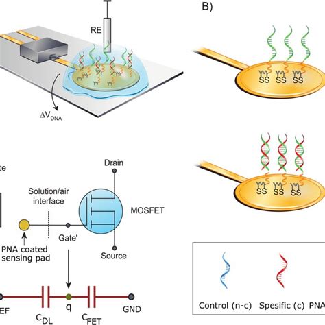 Real Time Detection With Field Effect Transistor Fet Dna Sensor A