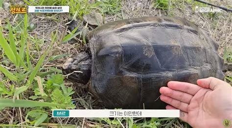 하천에 출몰한 10kg짜리 ‘생태교란종…악어 다음 포식자인 이것은