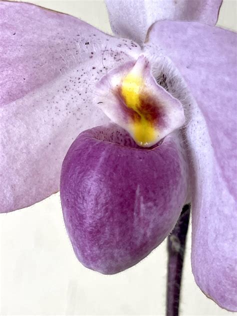 Paphiopedilum Ho Chi Minh R Orchids