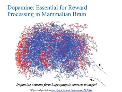 Introduction To Spiking Neural Networks From A Computational Neuroscience Perspective Pptx