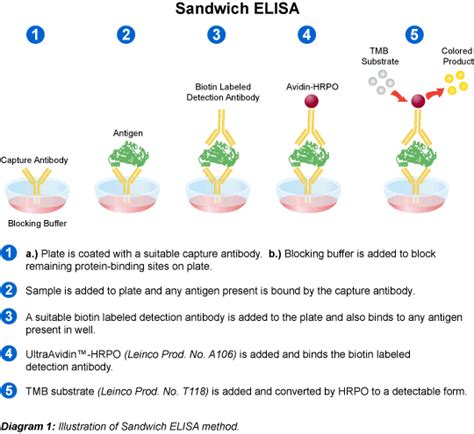 Sandwich Elisa Protocol Biology Humor Sandwiches Microbiology