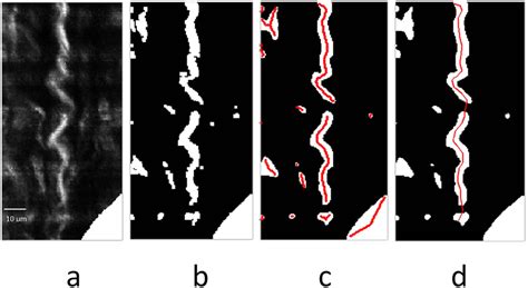 a resliced image example b binarization result c smoothed result