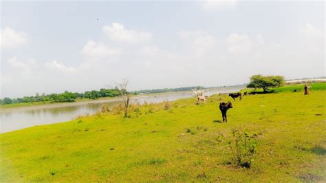 গ্রামের প্রকৃতিক সৌন্দর্য দৃশ্য Youtube