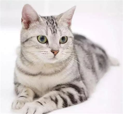 每日一猫：美国短毛猫 美洲 美国短毛猫 猫 新浪新闻