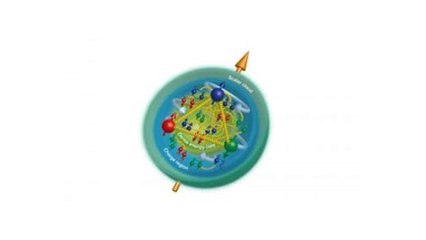 Experiments Reveal Gluon Mass In The Proton