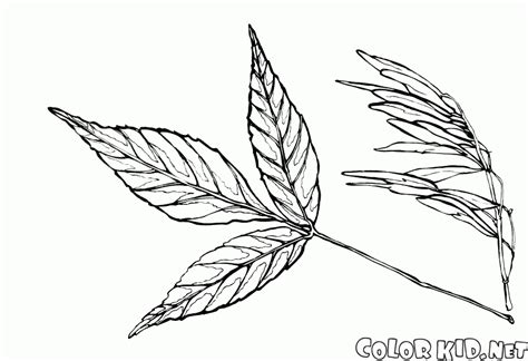 ぬりえ 葉と果実