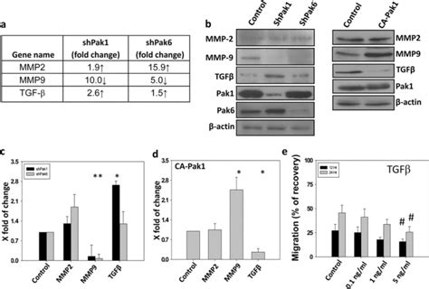P21 Activated Kinase 1 Pak1 Promotes Prostate Tumor Growth And