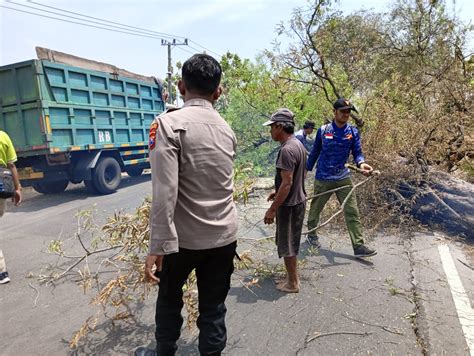 Polsek Ngimbang Evakuasi Pohon Tumbang Di Jalan Raya Babat Jombang