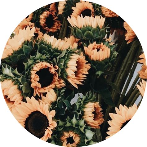 Plantas Png Aesthetic