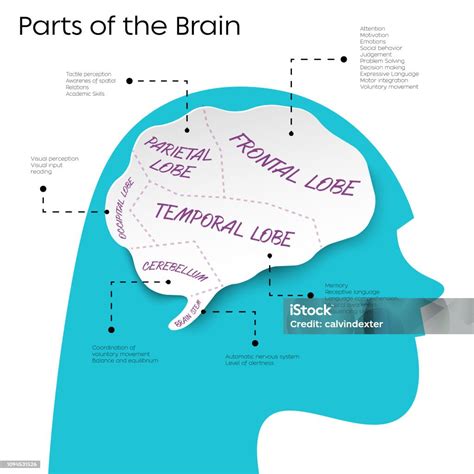 Siluet Wanita Dengan Bagian Infografis Otak Ilustrasi Stok Unduh
