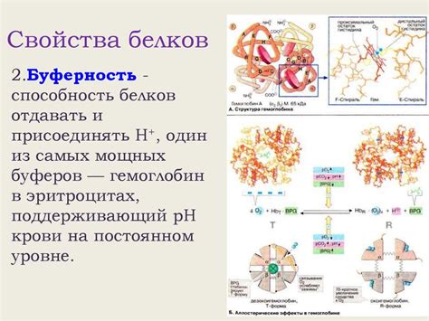 Белки Свойства и функции презентация онлайн
