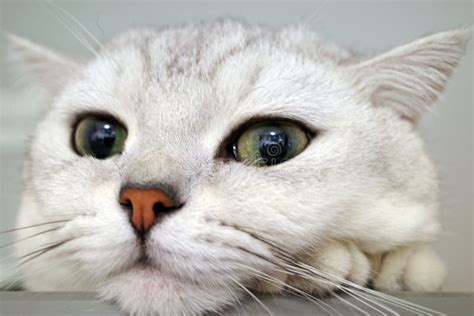 Lazy Cute Cat Stock Image Image Of Cute Threat Master 254320833
