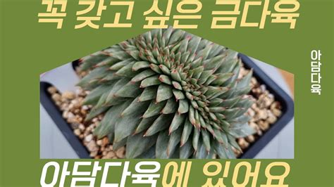 220915 이건 나한테 없는 건데 갖고 싶다🤩 아담다육마릴린제이드스타엘크혼 Youtube