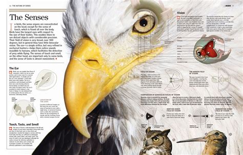 Britannica Birds 儿童英语图书馆
