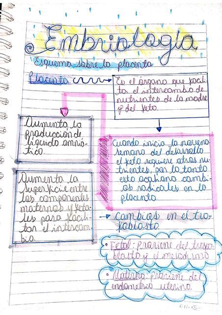 Esquema De La Placenta Nathanaely Udocz
