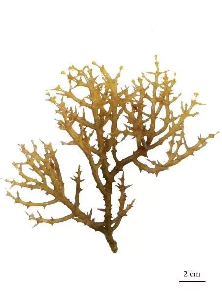 海藻图鉴51 麒麟菜 Eucheuma denticulatum 分枝