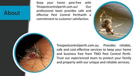 Ppt Termite Treatments Au Powerpoint