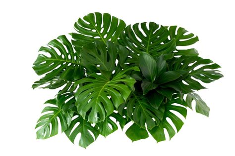 綠葉熱帶植物灌木怪物棕櫚橡膠植物松樹燕窩植物花卉佈置室內花園自然背景孤立在白色背景泰國剪裁路徑 照片檔及更多 白色的背景 照片 Istock