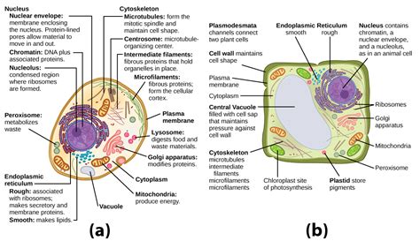Reading: Chloroplasts and Vacuoles | Biology (Early Release) | | Course Hero