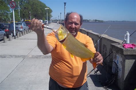 CHELO PESCA Carpas Y Doradillos En Costanera Norte