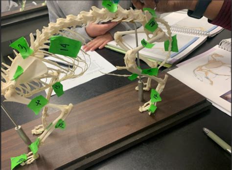 Skeleton Lab Flashcards Quizlet Skeleton Lab Flashcards Quizlet