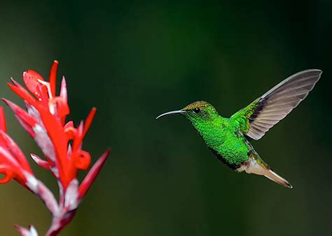 JQuery LightSlider