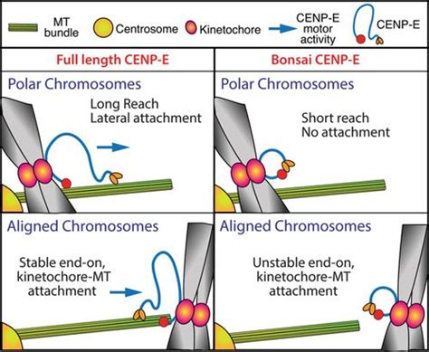 Kinetochoremicrotubule Attachment Throughout Mitosis Potentiated By The Elongated Stalk Of The