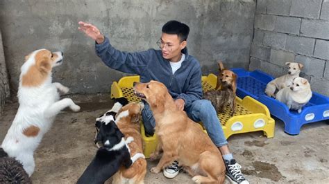 曾經被抛棄的狗狗，如今被大家精心呵護，它們也會不離不棄的守護 Youtube