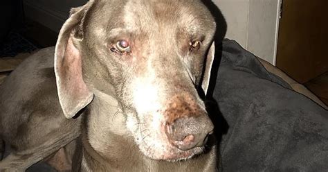 Love This Furry Mess More Than 999 Percent Of Humans Ive Met Album