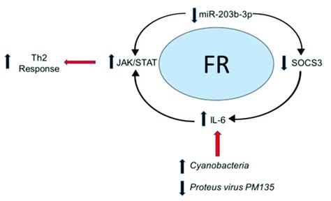 Conceptual Framework Model Of Host Microbial Interactions In Food