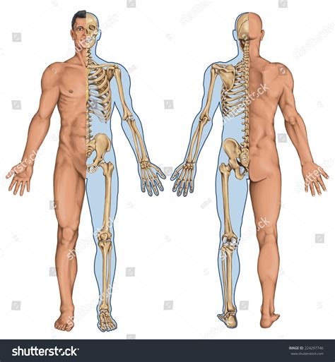 Ilustrasi Stok Mans Anatomical Body Human Skeleton Anatomy 224297746