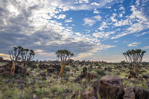 Quiver Trees Forest In Namibia Stock Image Image Of Landscape