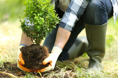 Expert Tree Planting Tips From Eastwood Tree Services