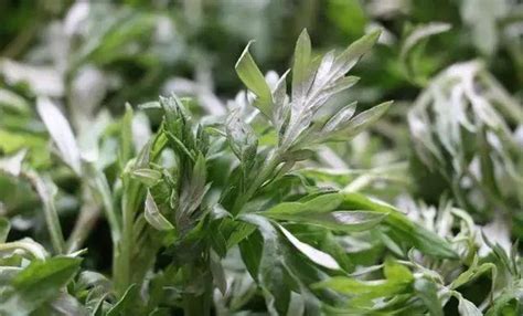 端午挂艾草牢记4个忌讳1不采2不挂3要吃4讲究 知乎
