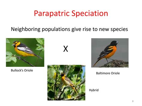 Ppt Macroevolution Speciation Powerpoint Presentation Free Download Id 3803996