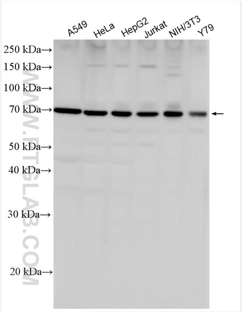Nr1d1 Antibody 14506 1 Ap Proteintech