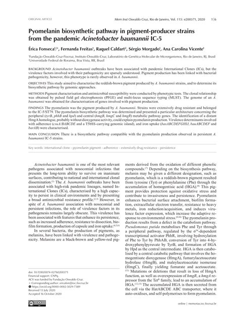 Pdf Pyomelanin Biosynthetic Pathway In Pigment Producer Strains From