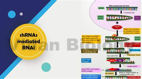 Rna Interference Ppt