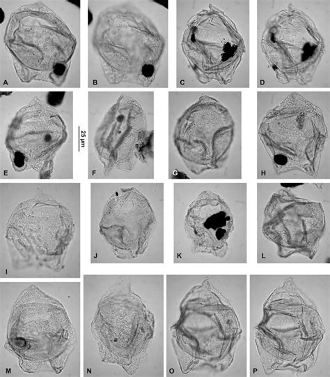 Dinoflagellate Cysts From The Popiele Beds At Koniusza A B Deflandrea