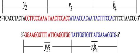 28 Shows The Principal For Encoding Scheme Of Dna Computing Model 2