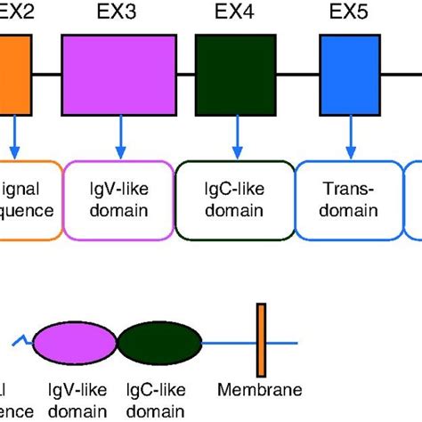 A Regulatory Mode For Pd L1 Expression In Cancer Cells Both Mapk And