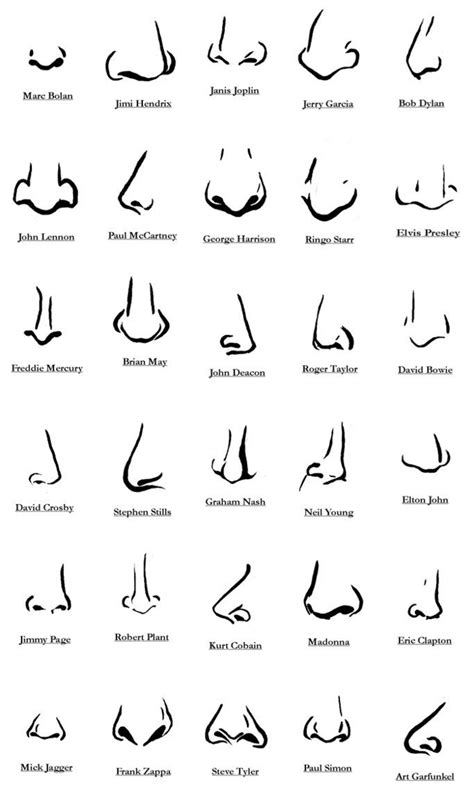 Nose Types Chart Understanding The Diversity Of Nasal Shapes