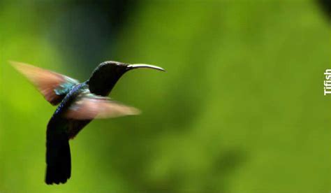 Jquery B1nj Polaroid Gallery Plugin Demo