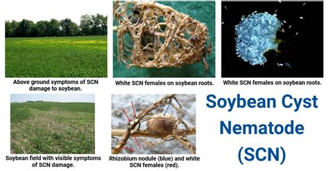 Soybean Cyst Nematode Causes Cycle And Control Strategies