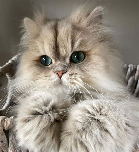 300 Persian Cat Pictures